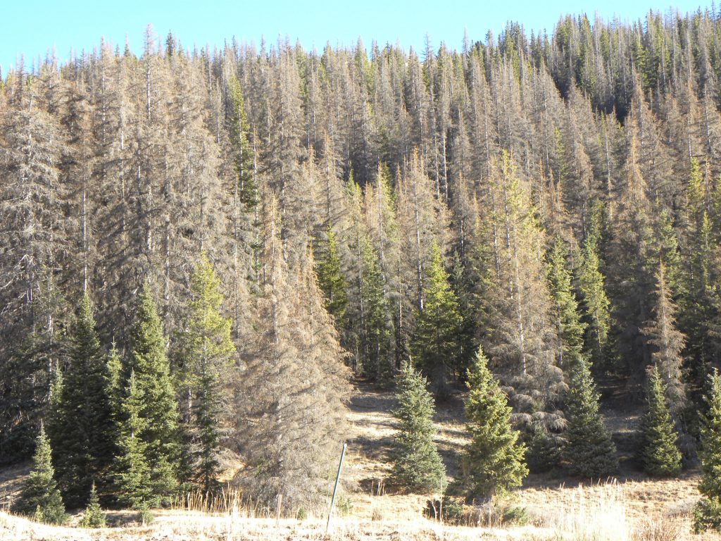 Colorado Timber Association | Partners for Healthy Forests